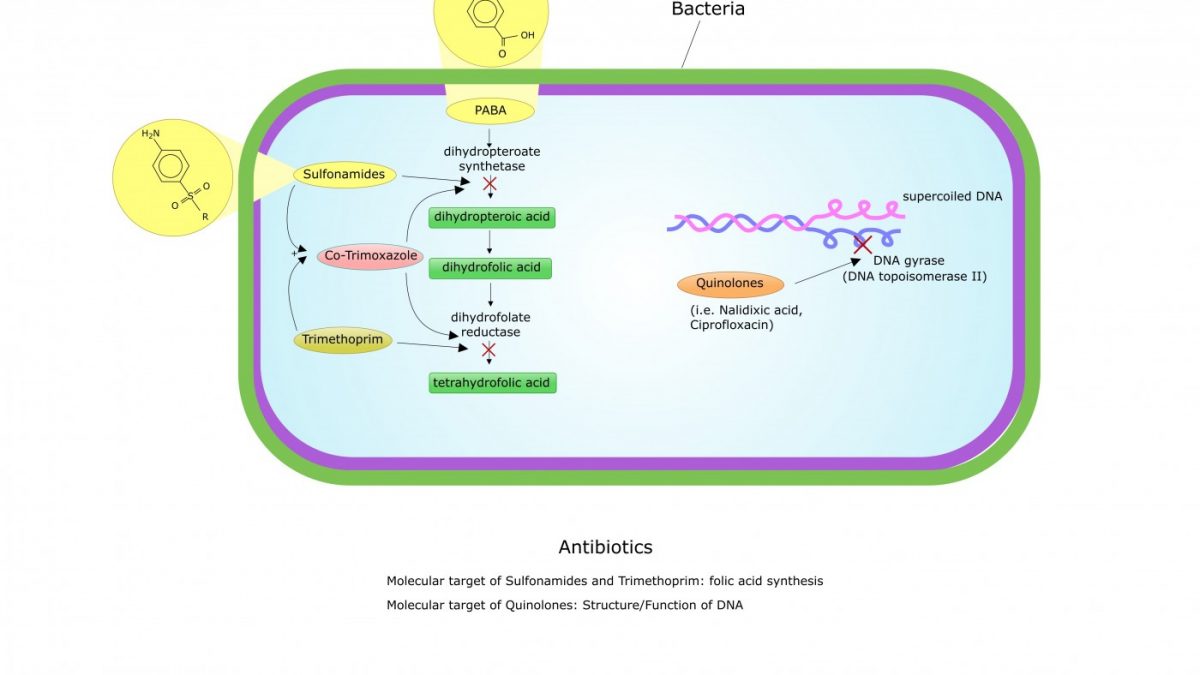 Folic Acid Pathway In Bacteria