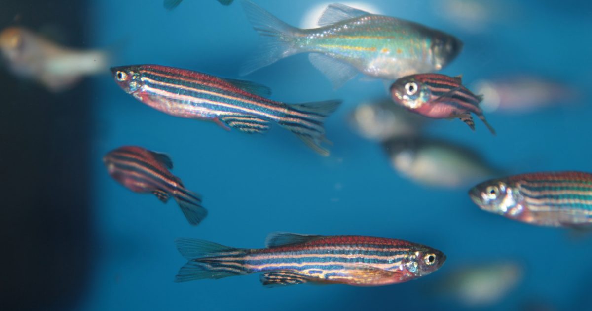 Antibiotic-resistant CF Bacteria in Fish Treated by Adding Phage Therapy